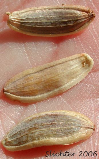 Fern Leaf Desert Parsley Fern Leaved Biscuit Root Fern Leaved Desert