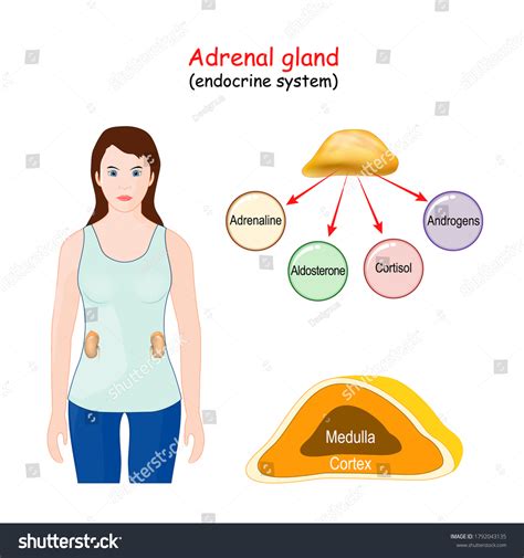 Adrenal Medulla 2 139 รายการ ภาพ ภาพสต็อกและเวกเตอร์ Shutterstock