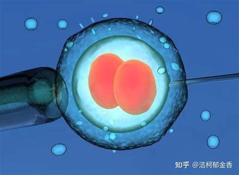 做试管移植，移植一个胚胎还是二个胚胎？ 知乎