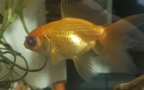 금붕어 눈 지식in