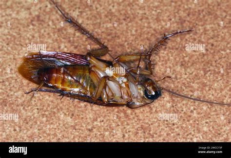 Adult American Cockroach Of The Species Periplaneta Americana At Night On The Kitchen Floor