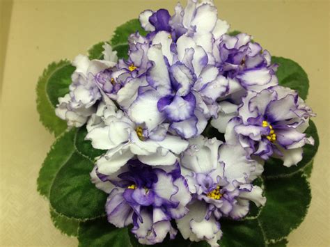 Le Freya Freya Blue Flowers House Plants Orchids African Standard List Collection Ferns