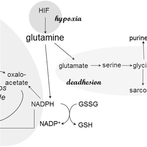 Glutamine In Cancer Cell Metabolism At Various Stages Glutamine Plays