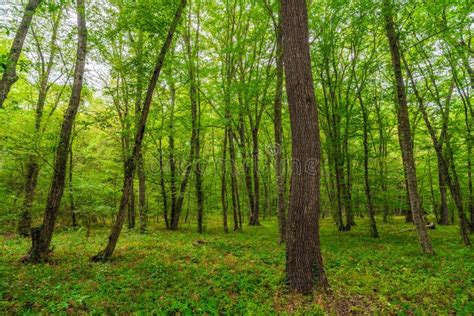 Sun Beams Through Thick Trees Branches In Dense Green Forest Stock