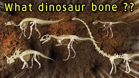 Dinosaur Bones Found 8 Carcharodontosaurus Staurikosaurus Barosaurus