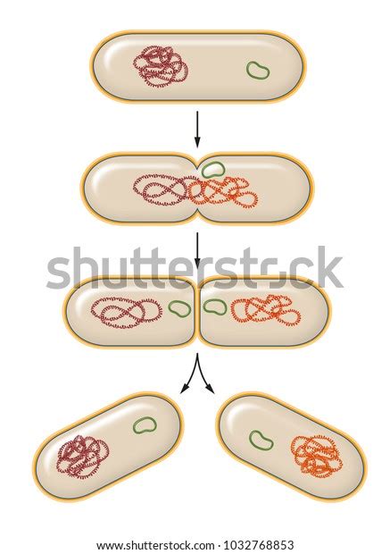 198 Bacterial Cell Division Images Stock Photos Vectors Shutterstock