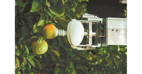 ВЪЗХОД НА ТЕХНОЛОГИИТЕ Нов робот за цитруси бере по 400 кг час Български Фермер