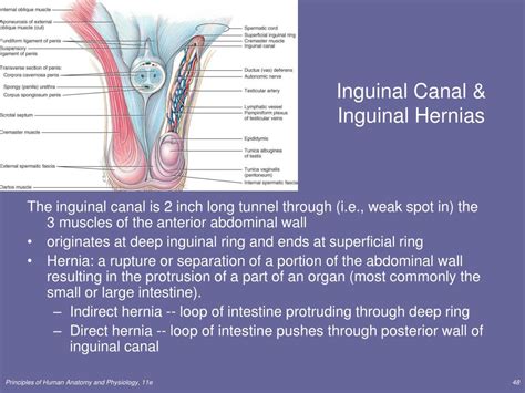 Ppt Human Reproduction System Overview Powerpoint Presentation Free