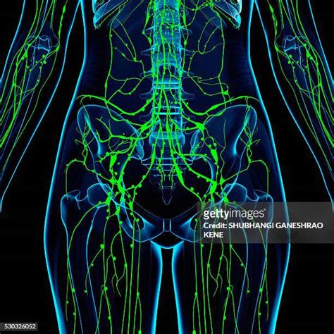 Lymph Glands Photos And Premium High Res Pictures Getty Images