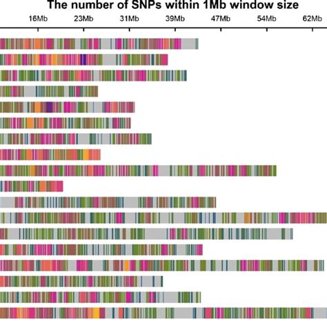 Snp Density Plot Chromosome Wise Representing Number Of Snps Within 1