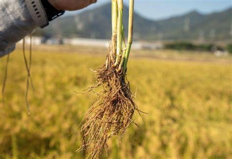 【原创】水稻如韭菜“割了又长”，深圳华大引进全球首款多年生水稻 凤益 团队 生产方式