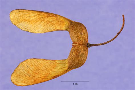 Sugar Maple Rock Maple Hard Maple Fact Sheet Signs Of The Seasons A New England Phenology