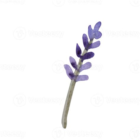 Watercolor Herb Of Lavender Png