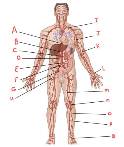 Artery Flashcards Quizlet