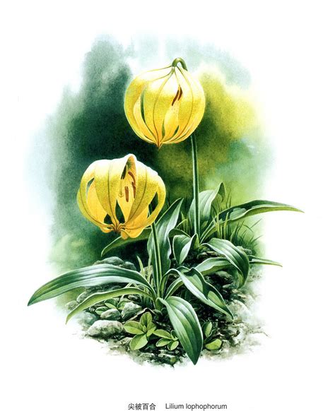 Художник Zeng Xiao Lian 142 работ Страница 4 Картины художники фотографы на Nevsepic