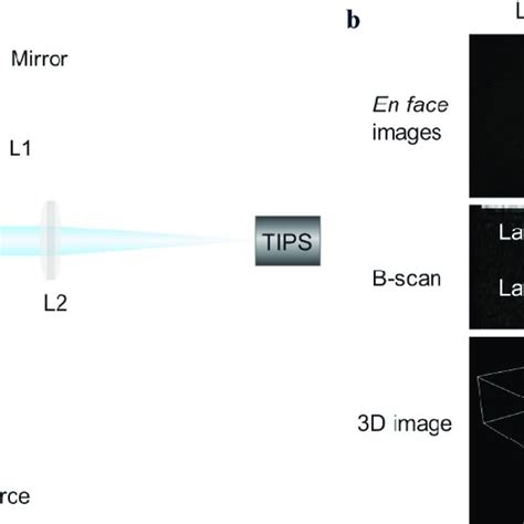 Depth Imaging With Full Field Spectral Domain Interferometer A Download Scientific Diagram