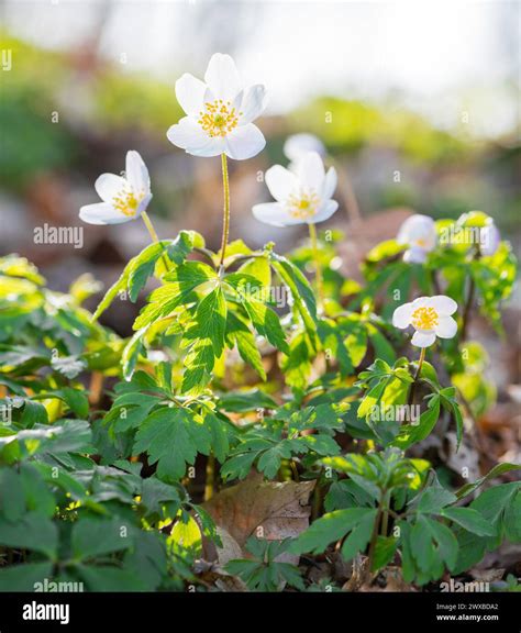 Group Of Wood Anemones Anemonoides Nemorosa Syn Anemone Nemorosa