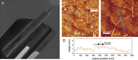 Atomic Force Microscopy Afm Obtained With A Gold Nanotip Encapsulated Download Scientific