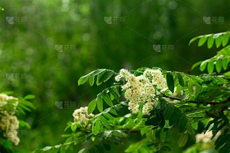 绿色背景上的花