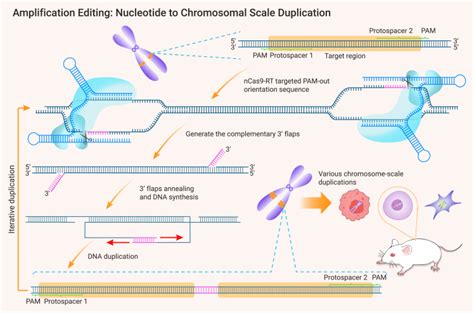 Amplification Editing Empowers In Situ Large Scale Dna Duplication Pmc