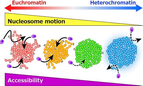 Live Cell Labeling Sheds Light On How Our Dna Is Packed And Behaves In Cells Lifeboat News