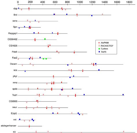 Motif Analysis Across Ato Target Enhancers Motif Over Representation