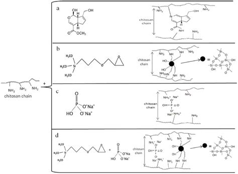Chemical Structure Of Cs Crosslinked With A Gp B Gptms C Dsp