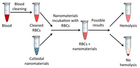 Schematic Representation Of The Hemolysis Assay Rbcs Red Blood Cells