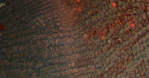 Radish Root In Cross Section Stock Video Video Of Tissue Textur