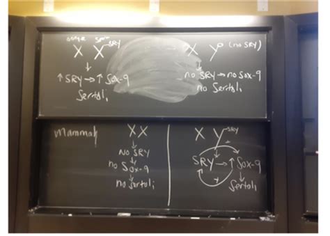 ANSC REPRO Lecture Sex Determination And Development Of The Reproductive Tract