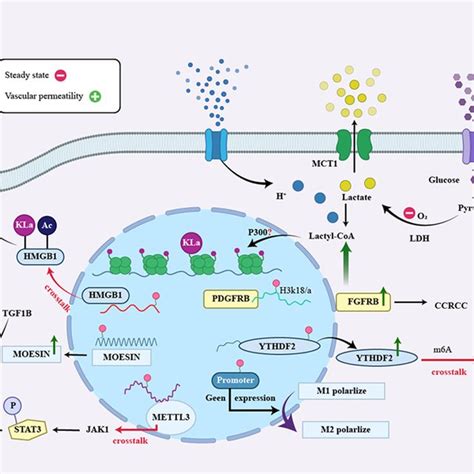 PDF Lactate Lactylation Hands Between Metabolic Reprogramming And