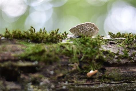 Tree Fungus Stock Photo Image Of Baumpilz Fungus Plant
