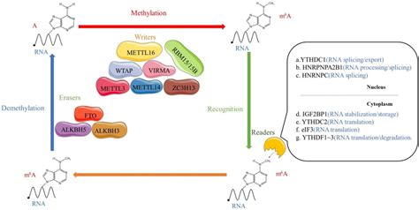 The Molecular Mechanism Of M A Modification M A Is Installed By Download Scientific Diagram