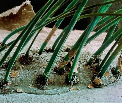 Human Eyelashes Under A Microscope Electron Microscope Images Electron Microscope Things