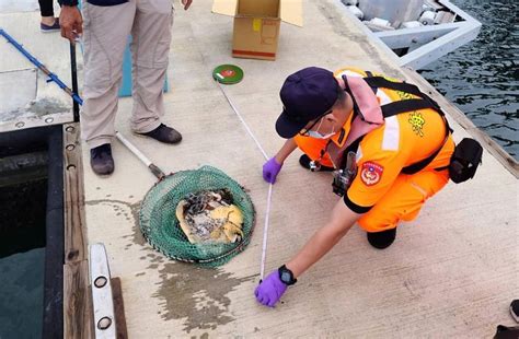 綠蠵龜被打稀巴爛 岸巡弟兄傷心掩埋送最後一程 生活 Nownews今日新聞