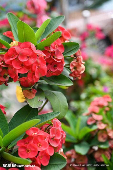铁海棠花摄影图田园风光自然景观摄影图库昵图网