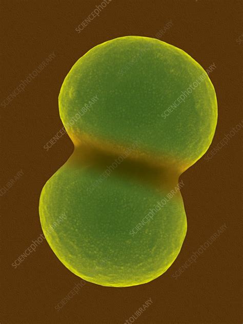 Staphylococcus Aureus Sem Stock Image C032 2065 Science Photo
