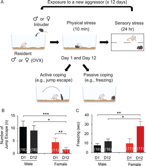 Sex Differences In The Behavioral Susceptibility To Social Defeat A Download Scientific