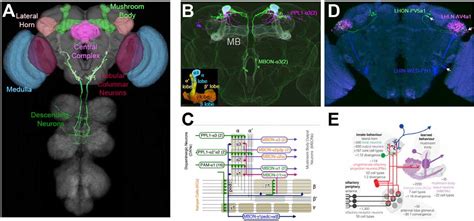 Frontiers The Drosophila Split Gal4 System For Neural Circuit Mapping