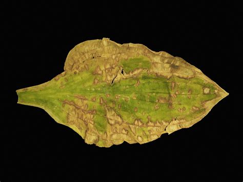 Virus X Du Hosta Hvx Iriis