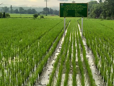 စေတုတ္တရာမြို့နယ်တွင် ကိုဗစ် ၁၉ စီးပွားရေးကုစားမှု Cerp အစီအစဉ်အရ မ