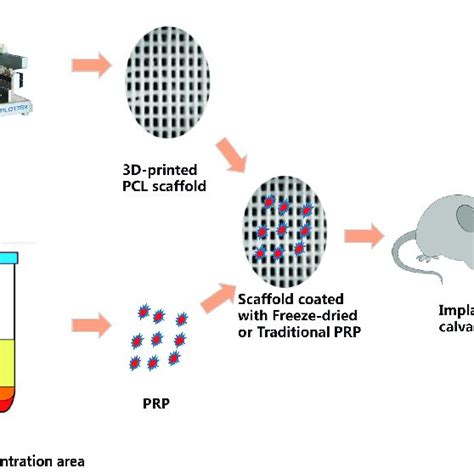 Pcr Primers For Alp Runx2 Ocn Opn And Gapdh Download Table