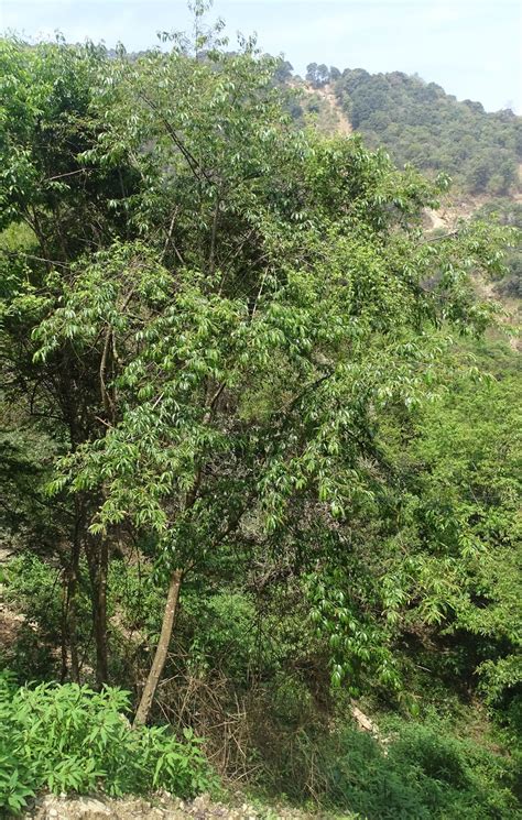 Prunus Napaulensis Eflora Of India