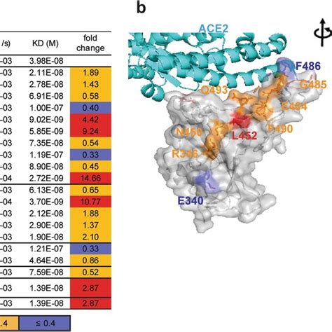 The Binding Affinity Between Antibody Escape Mutants And Ace2 A