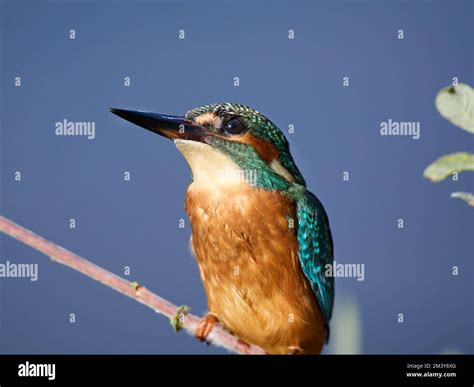 Close Ups Birds Flying Hi Res Stock Photography And Images Alamy