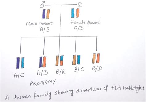The Expression Of Mhc Genes And Diversity Between Different Mhc Classes