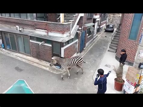 住宅街を散歩していたのはシマウマ 捕獲に使われたとある道具とは動画ニュース omoroid オモロイド