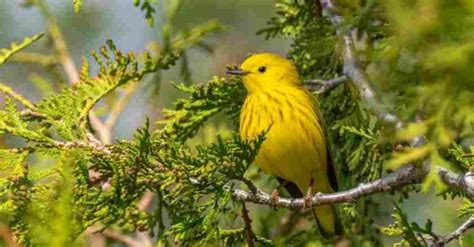 Yellow Birds Of Mexico Stunning Species To Spot And Identify