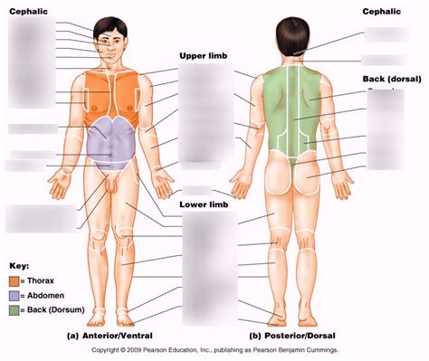 Naked Man Pt 4 Diagram Quizlet
