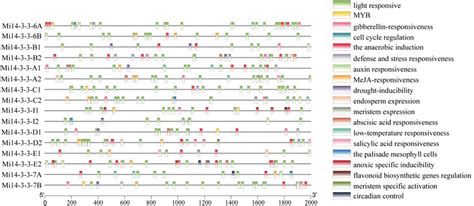 visualization of the results of an analysis of cis regulatory elements
